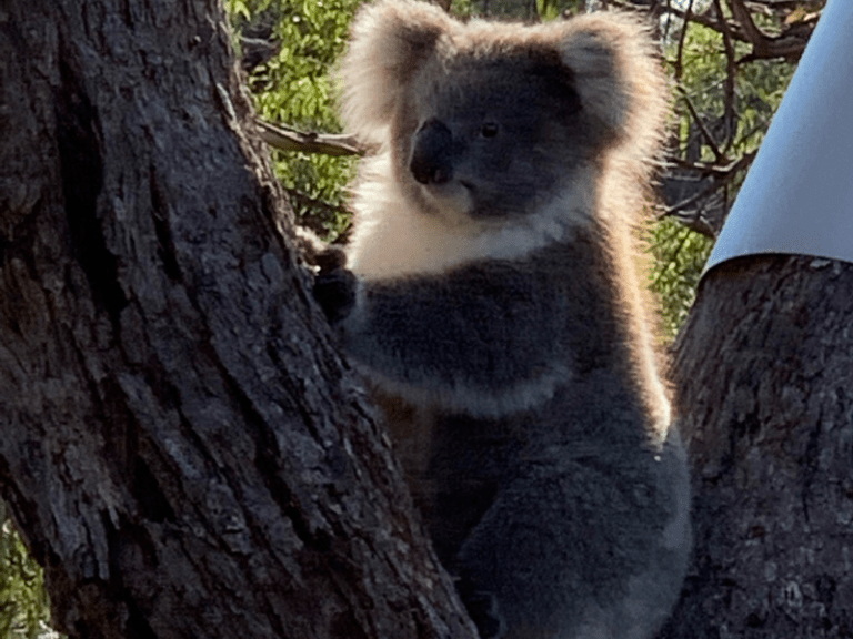 Koala Trail Raymond Island - Koala Trail Raymond Island