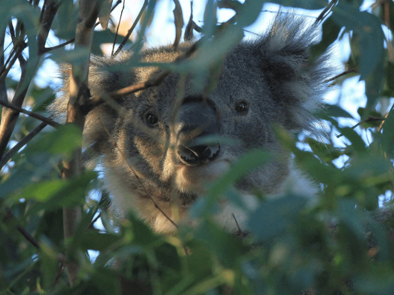Koala Trail Raymond Island - Koala Trail Raymond Island