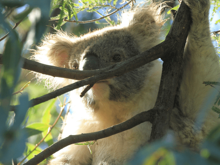 Koala Trail Raymond Island - Koala Trail Raymond Island
