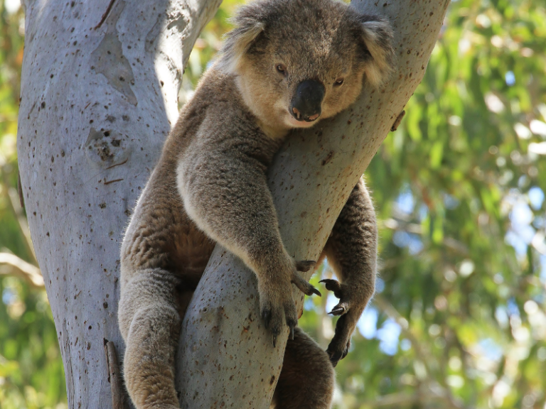Koala Trail Raymond Island - Koala Trail Raymond Island